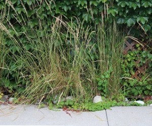 Virginia Creeper Ornamental Grass - Down 2 Earth Down 2 Earth