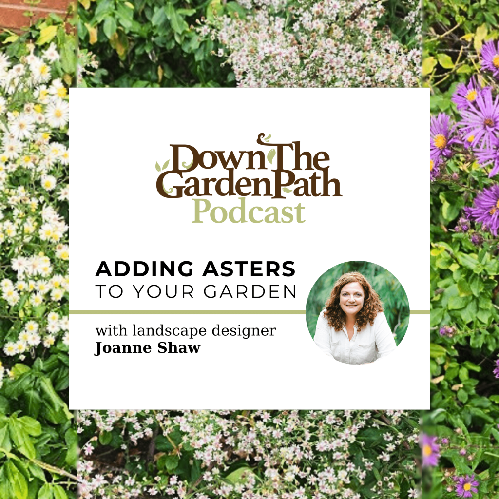 Adding Asters to Your Garden - Down 2 Earth Down 2 Earth
