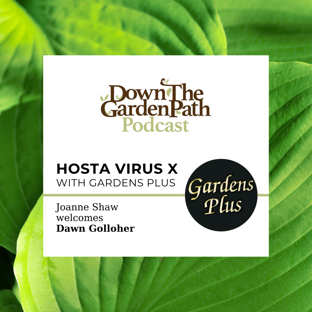 Hosta Virus X - Down 2 Earth Down 2 Earth