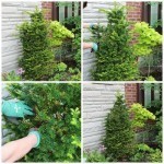 How to maintain your garden Down 2 Earth